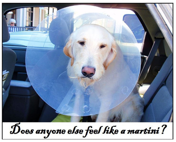 Martini? – Stacey Lamothe Art