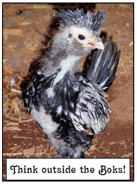 Think outside the Boks! – Stacey Lamothe Art