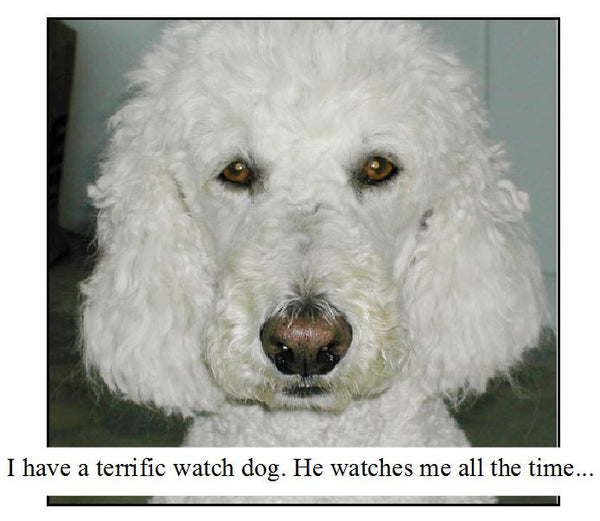 Watch Dog – Stacey Lamothe Art