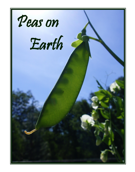 Peas On Earth – Stacey Lamothe Art